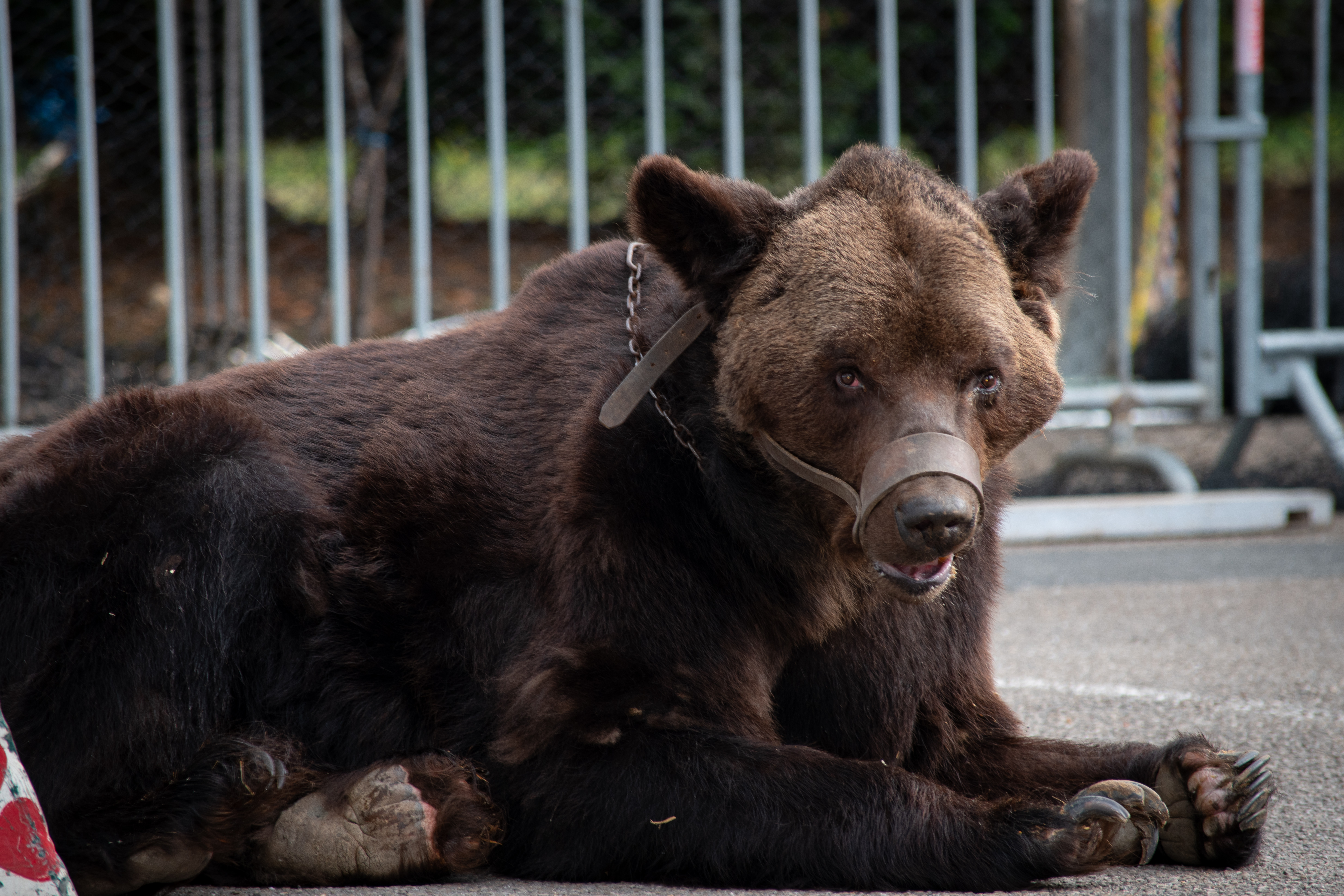DSC_0495.jpg | FOUR PAWS