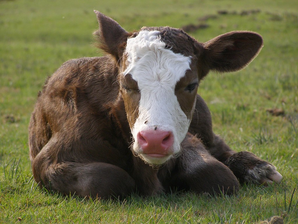 Random Calf II.jpg | Four Paws