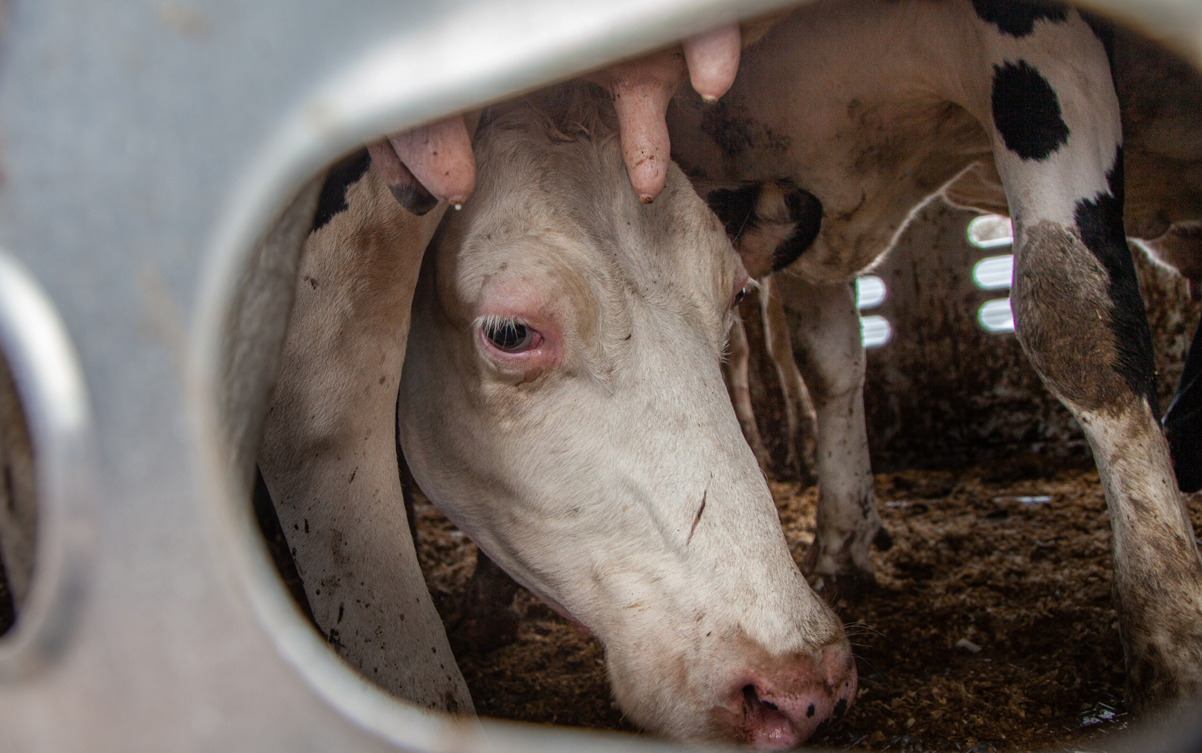 Cows being transported | FOUR PAWS