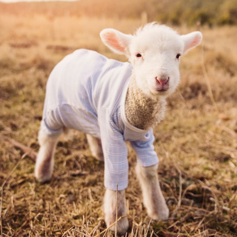 Thank you for helping to protect lambs! | FOUR PAWS